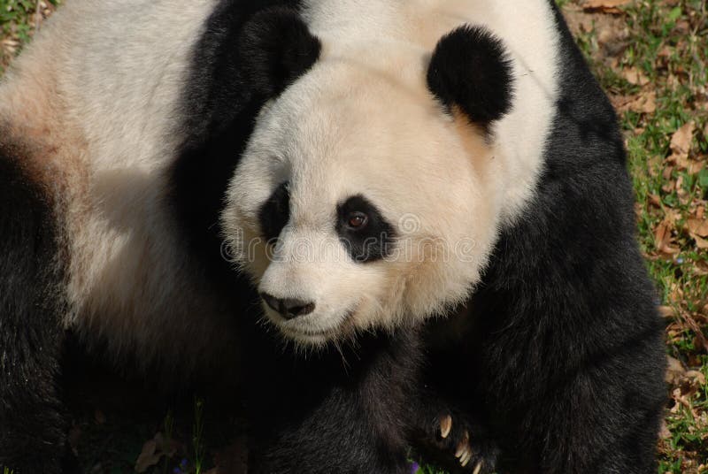 Perfect Capture of a Cute Giant Panda Bear Stock Photo - Image of ...