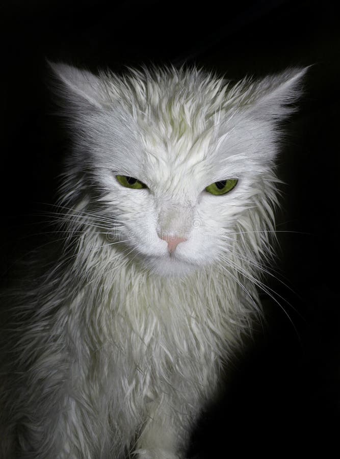 498 Sad Wet White Cat Stock Photos - Free & Royalty-Free Stock Photos ...