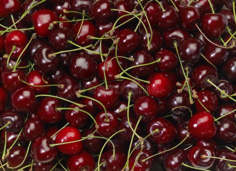Perfect cherries stock image. Image of juicy, crop, ripe - 63748401