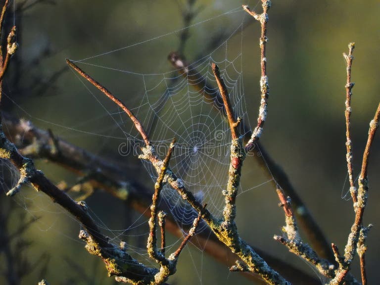 Perfect Circular Spider Web among Several Tree Branches Stock Photo ...