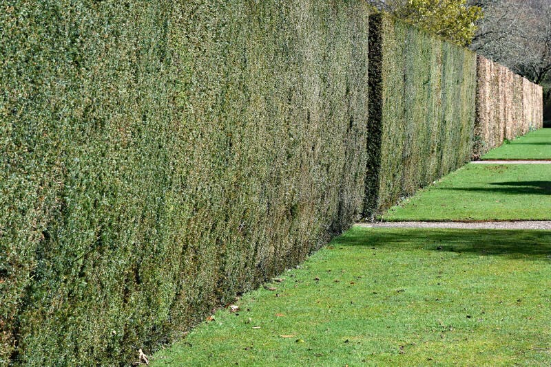 A Hedge Of Clipped Fir Trees In The Central Siberian Botanical G Stock ...