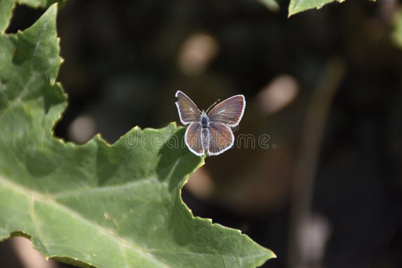 Special Butterfly stock image. Image of special, insect - 213003243