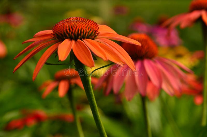 Perfect colours of nature stock photo. Image of orange - 45343278
