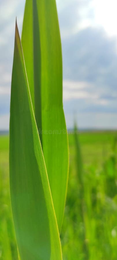 Perfect Combination of Sharp Edges of the Sheet Stock Image - Image of ...