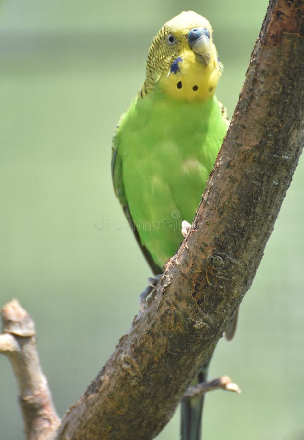 Perfect Common Parakeet Sitting on the Trunk of a Thin Tree Stock Photo ...