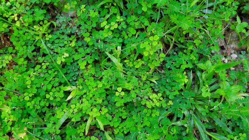 Close-up of a Patch of Bright Green Clover Leaves. the Leaves are Heart ...
