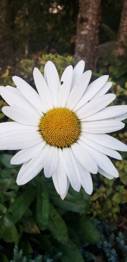 The Perfect Daisy close up stock photo. Image of close - 213211470