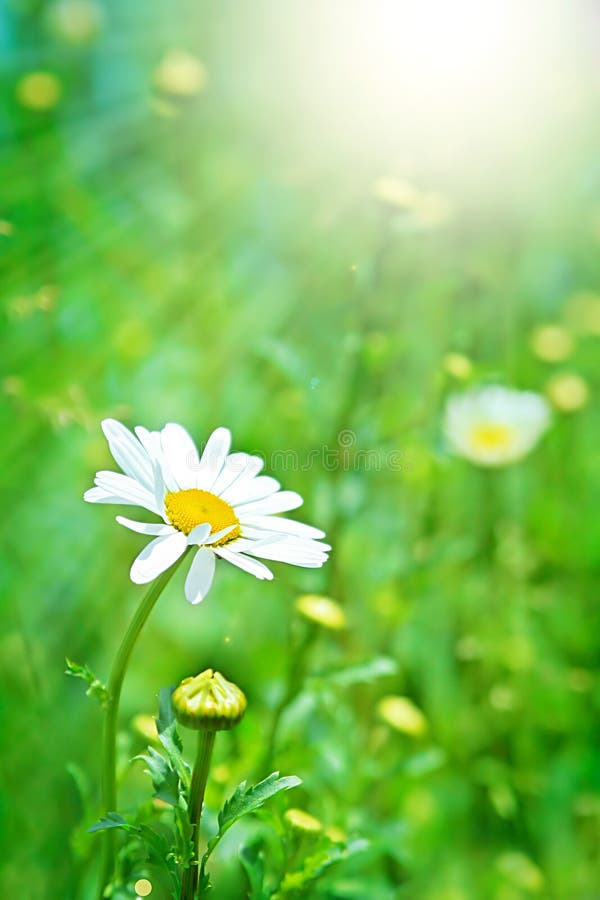 Perfect daisy and sun stock image. Image of spring, clear - 7996449