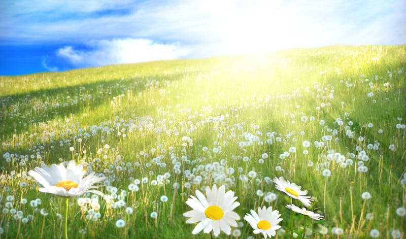 Sunlight in Dorrigo World Heritage Rainforest Stock Photo - Image of ...