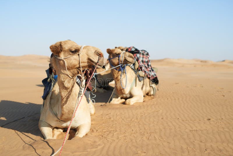 The Perfect Desert Transport. Shot of a Caravan of Camels in the Desert ...