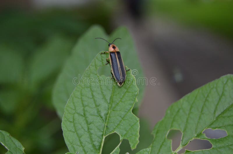 Lightingbugs love green stock image. Image of garden - 102372769