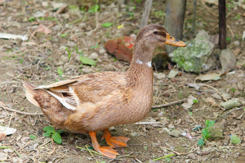 The perfect duck stock photo. Image of wildlife, waterbird - 260013778