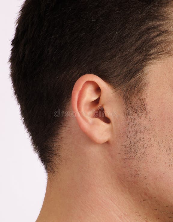 Perfect ear stock photo. Image of caucasian, lobe, male - 18235518