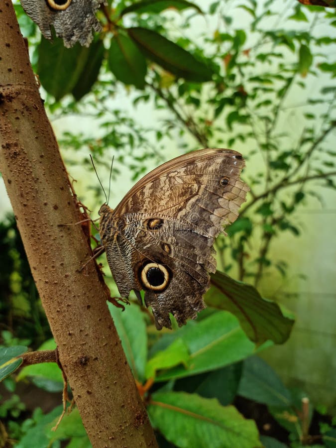 Perfect eye butterfly stock image. Image of pollinator - 255533743