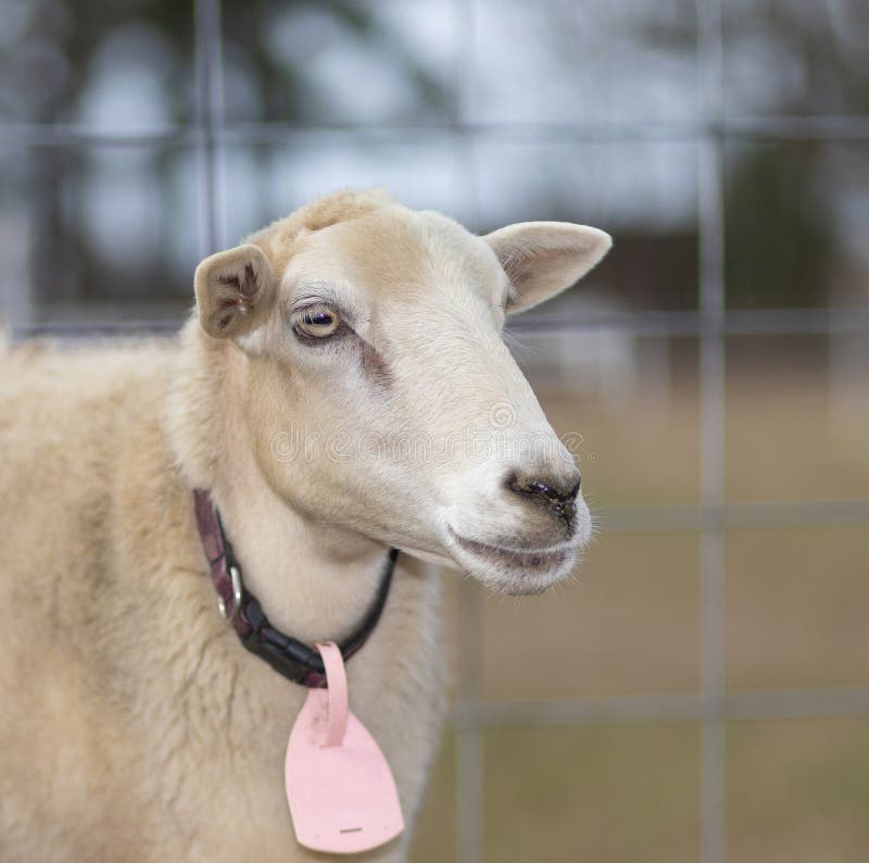 Perfect Eyelashes on a Katahdin Sheep Stock Photo - Image of beige ...