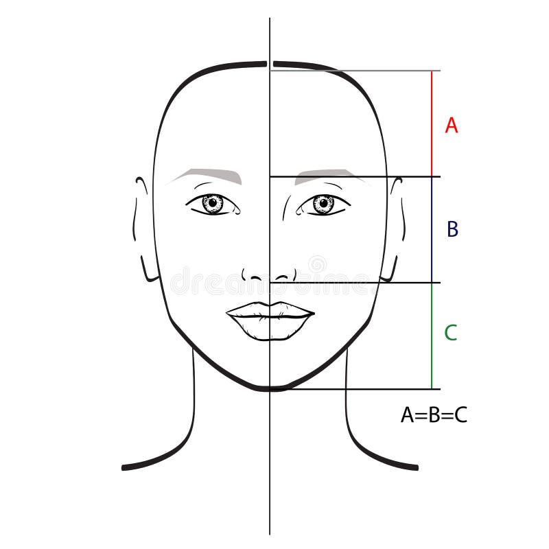 Perfect face proportions. stock illustration. Illustration of health ...
