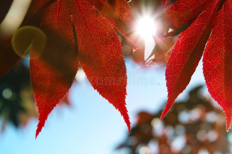 Perfect fall day stock photo. Image of vanes, light, autumn - 32672388