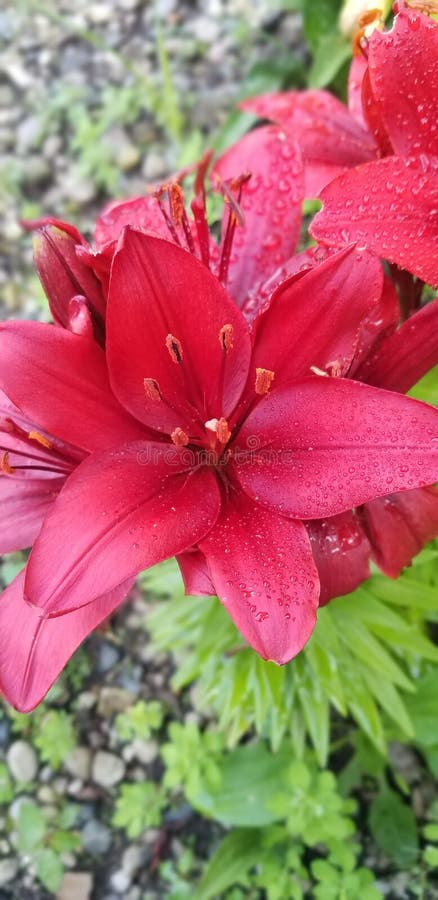 Perfect Flower in Bloom stock image. Image of bloom - 155904451