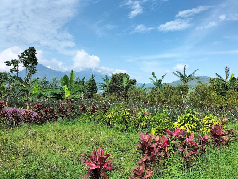 The Perfect Flower Fields in the Morning Near Mountain Stock Image ...