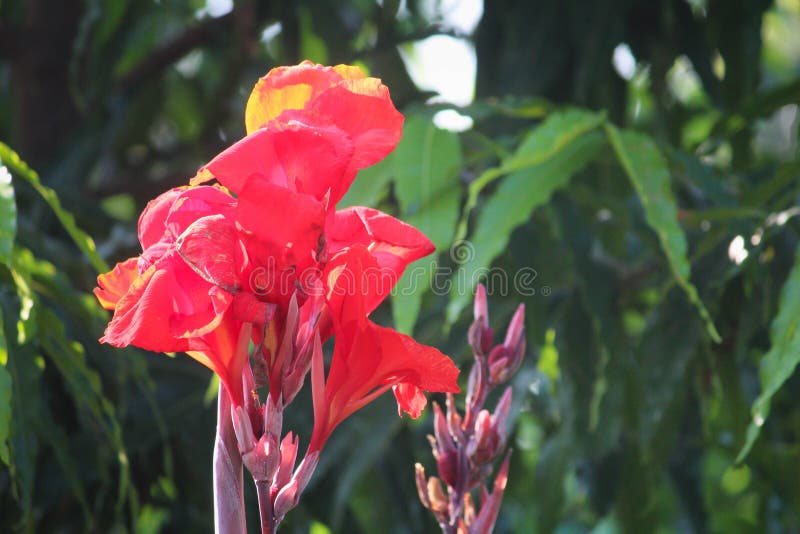 The perfect flower stock image. Image of rose, flower - 259620905