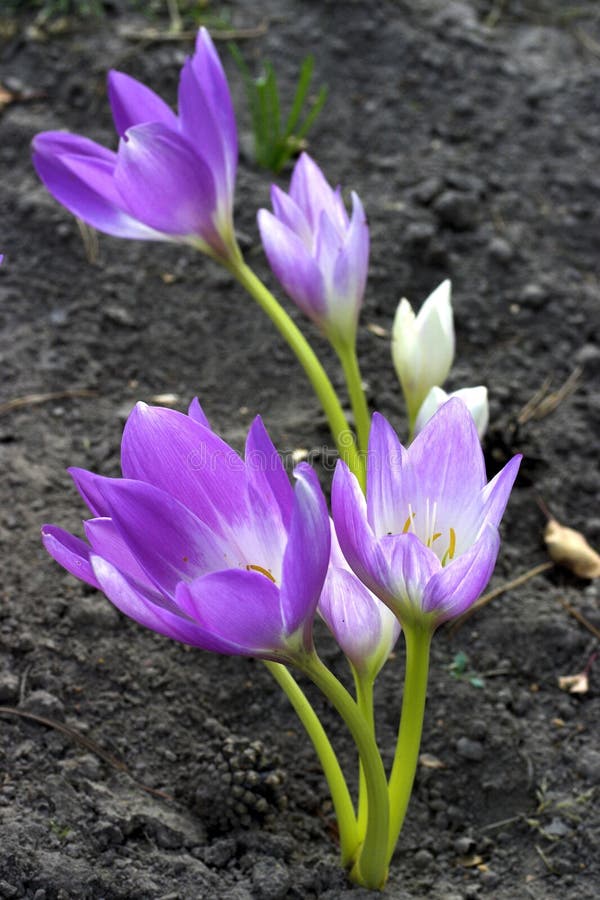 Perfect flowers stock photo. Image of lilac, winter, gentle - 1684886