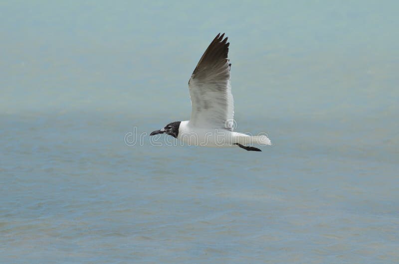 Perfect Flying Laughing Gull with His Wings Extended Stock Photo ...