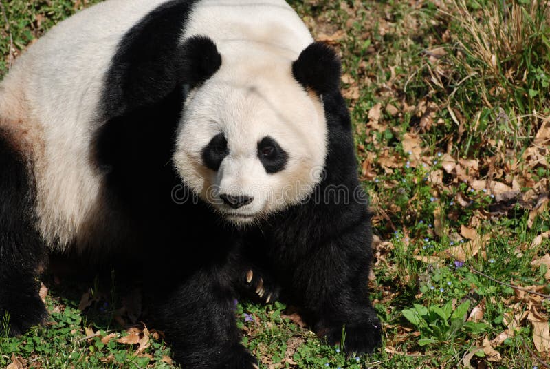 Perfect Giant Panda Bear Sitting on His Backside Stock Photo - Image of ...