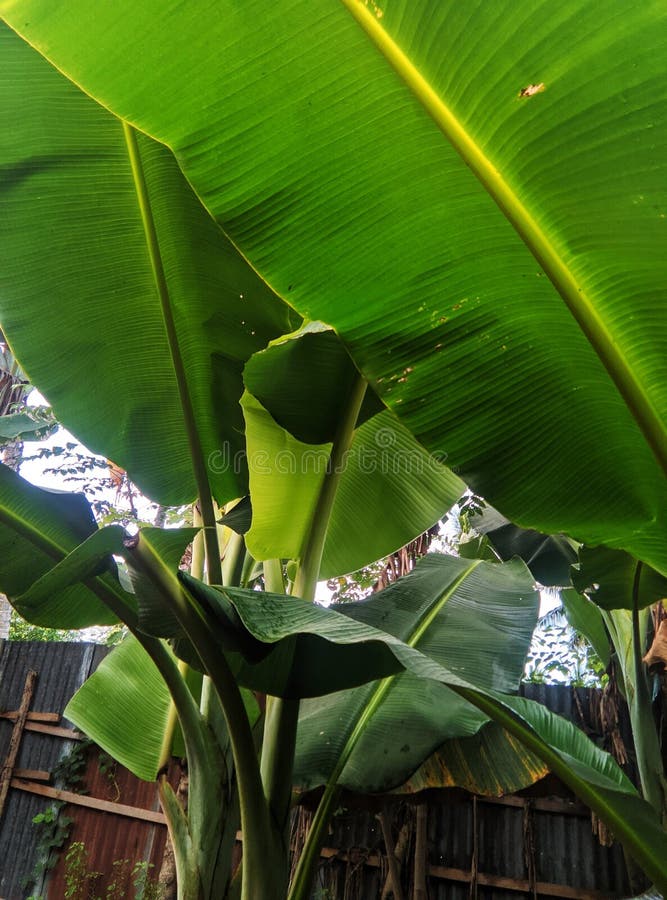 Perfect Green Banana Leaves after the Rain Stock Image - Image of ...