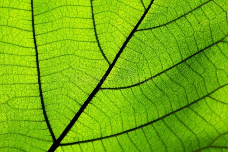 Perfect Green Leaf Patterns. Stock Photo - Image of leaf, concept ...