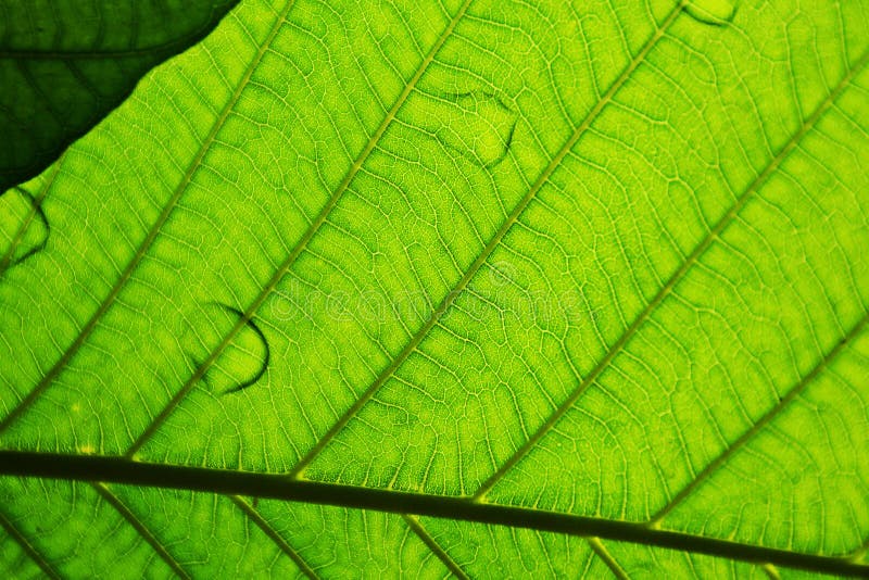 Perfect Green Leaf Patterns. Stock Photo - Image of growth, lawn: 155435944
