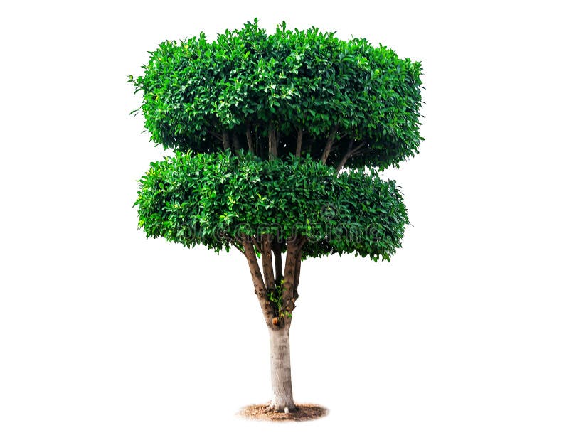 Perfect Green Tree on White Stock Photo - Image of season, forest ...