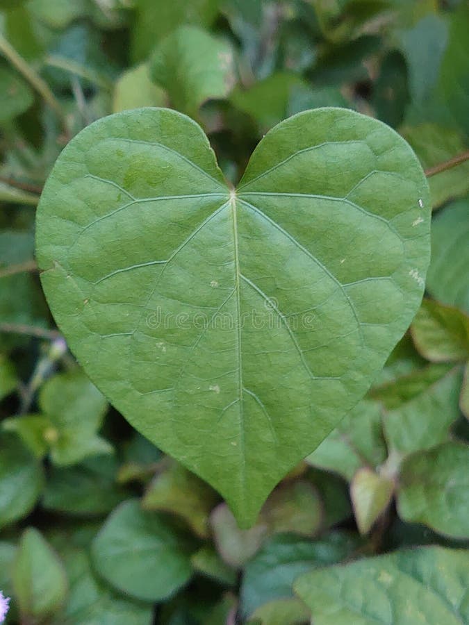 Perfect Heart-shaped Leaves of a Wild Plant Stock Image - Image of ...