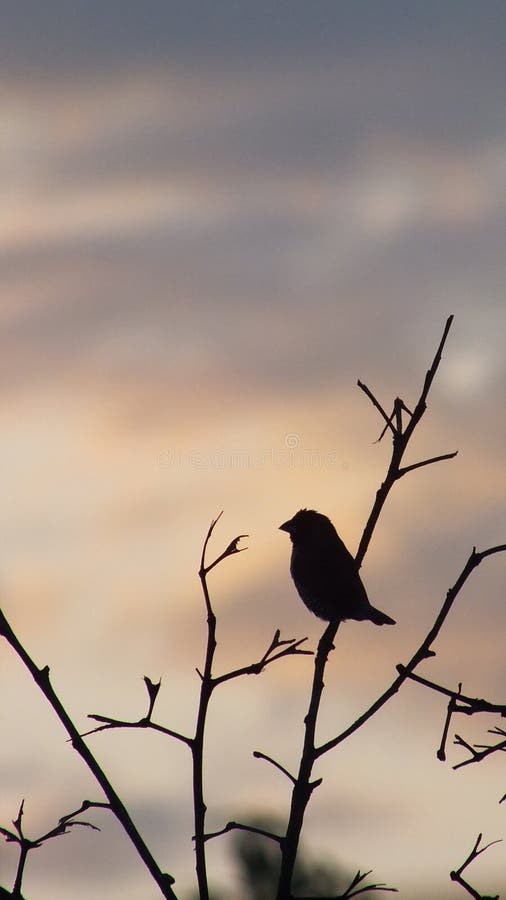 Sparrow shadow stock image. Image of wildlife, human - 263666623