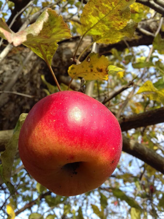 Perfect janathan stock image. Image of beautiful, wiev - 131208447