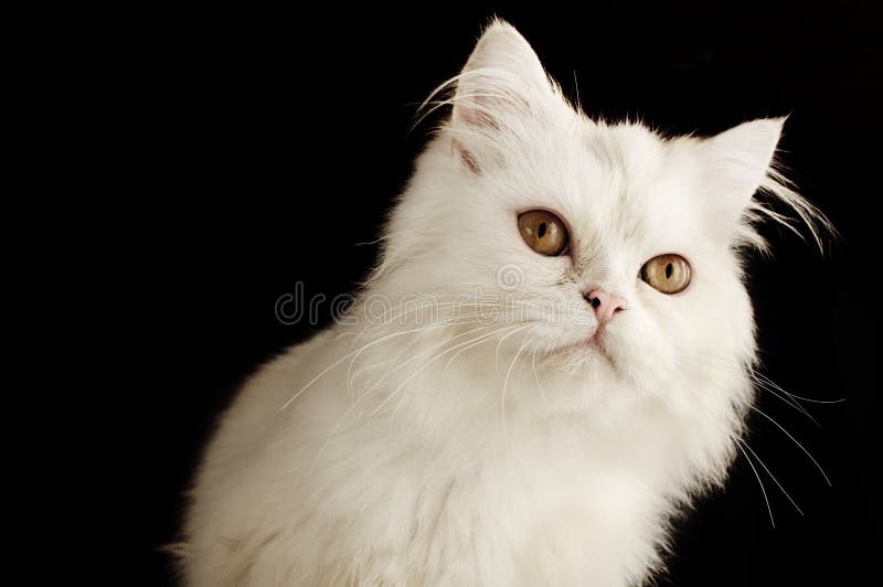 Perfect kitty stock photo. Image of fluffy, breed, beautiful - 37386274