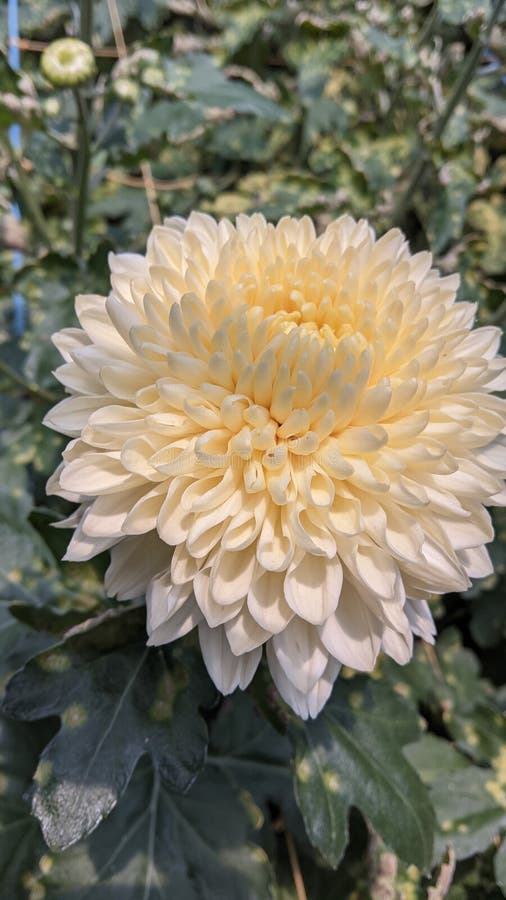 Perfect Krisan Flower Stock Photos - Free & Royalty-Free Stock Photos ...