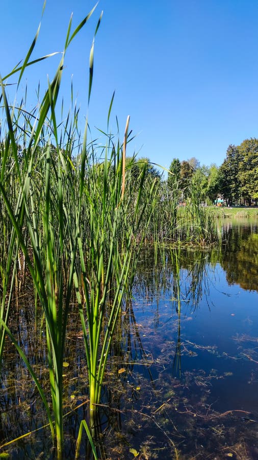 Perfect Lake in the City Park in the Autumn Season Stock Image - Image ...