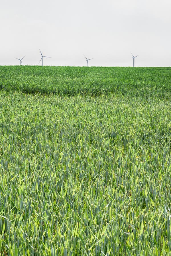 Perfect Landscape of Fields in the Sunny Day with Perfect Clouds on the ...