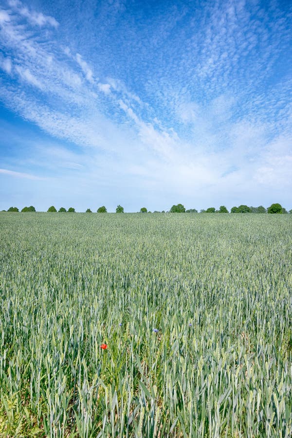 Perfect Landscape of Fields in the Sunny Day with Perfect Clouds on the ...