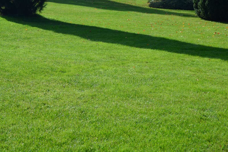 Perfect lawn stock image. Image of fawless, relax, fine - 69852995