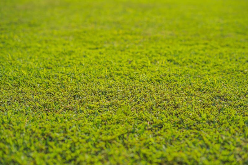 Perfect Lawn with Green Grass View from Above Stock Image - Image of ...