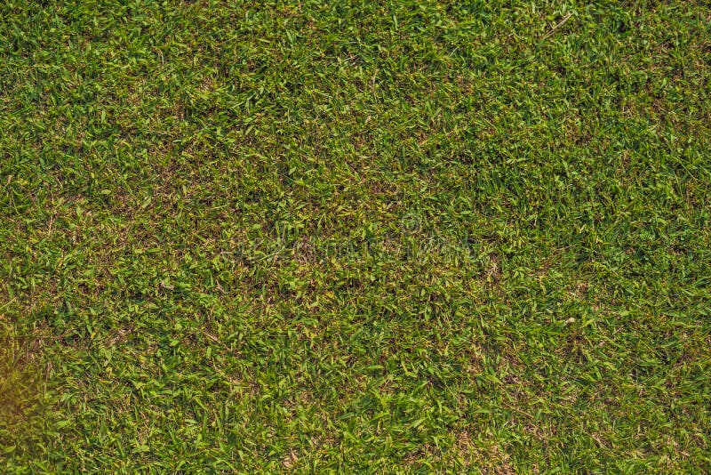 Perfect Lawn with Green Grass View from Above Stock Image - Image of ...