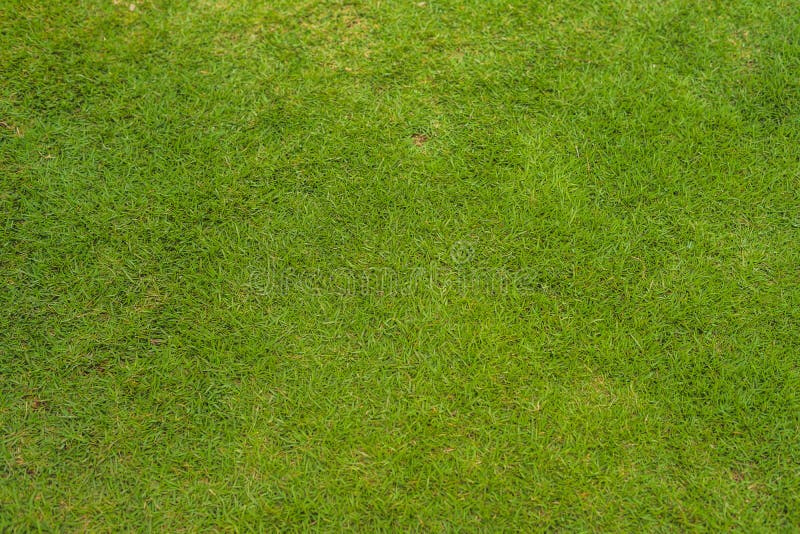 Perfect Lawn with Green Grass View from Above Stock Photo - Image of ...