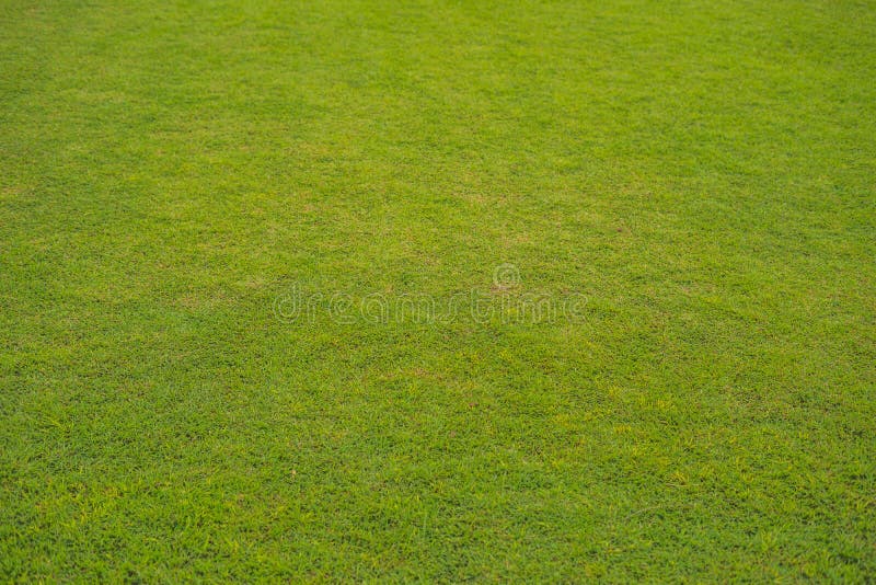 Perfect Lawn with Green Grass View from Above Stock Photo - Image of ...