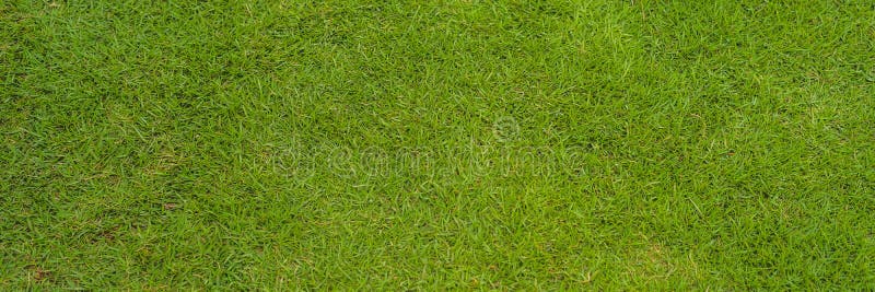 Perfect Lawn with Green Grass View from Above BANNER, Long Format Stock ...