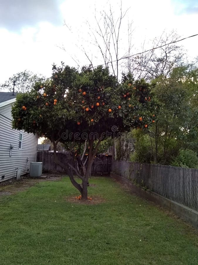 The Perfect Lil Orange Tree Stock Photo - Image of orange, tree: 176860144