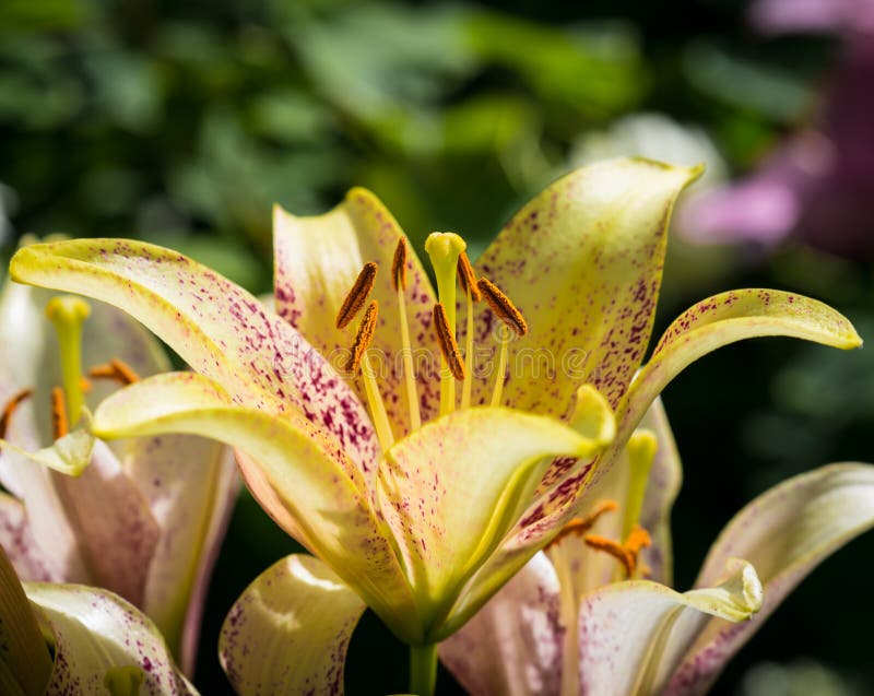 Perfect lily flower stock image. Image of blossom, color - 39035969