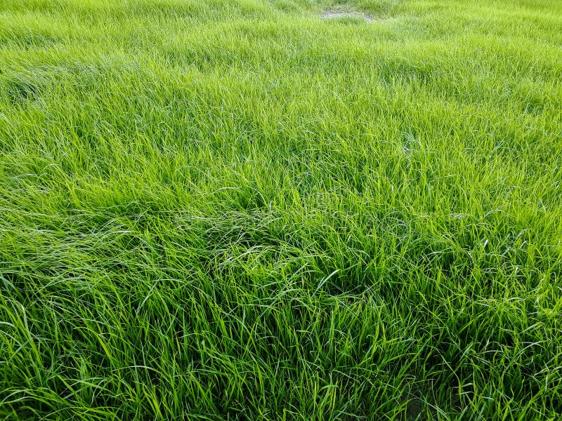 Perfect, Long Green Grass in the Spring. Background of Uniform ...