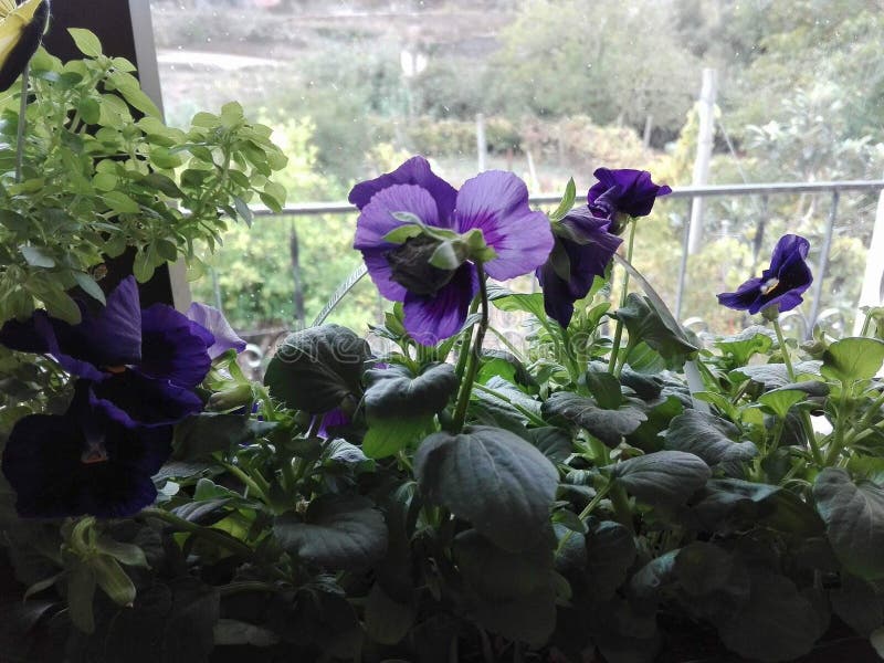 Perfect Love - Tulip in the Rain Stock Photo - Image of peek, love ...