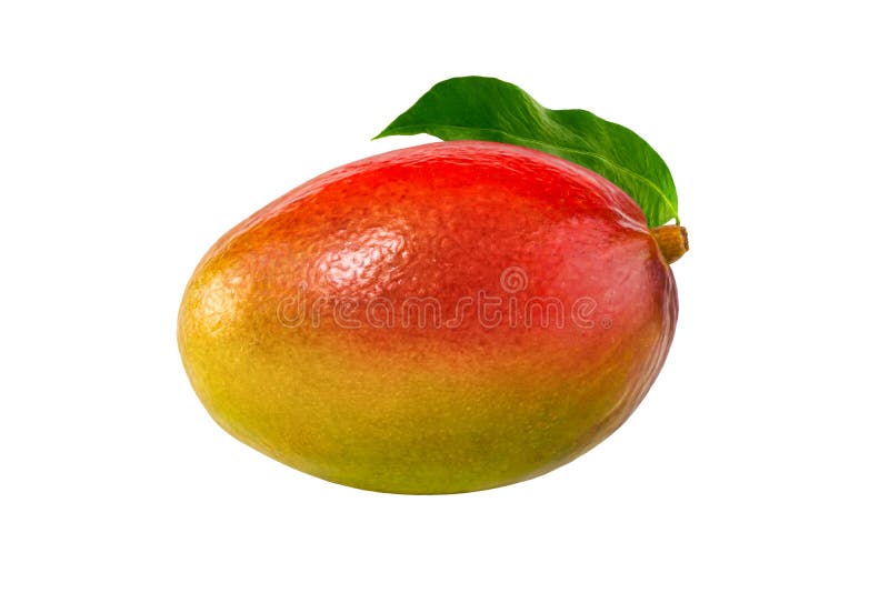 Perfect Mango without Leaf Isolated on White Stock Photo - Image of ...